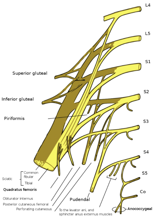 Lo que necesitas saber si te han dicho que tienes dañado un nervio ...